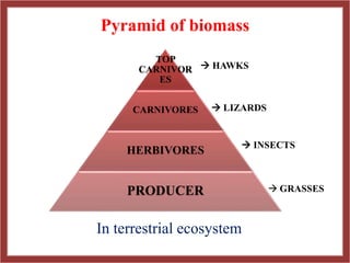 Ecological Pyramids | PPTX