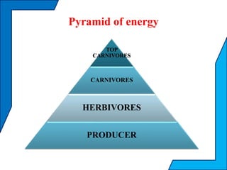 Ecological Pyramids | PPTX
