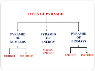 Ecological Pyramids | PPTX