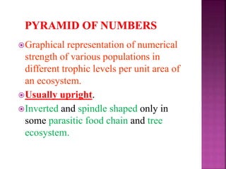 Ecological Pyramids | PPTX