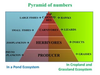 Ecological Pyramids | PPTX
