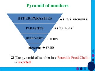 Ecological Pyramids | PPTX