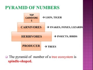Ecological Pyramids | PPT