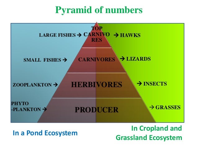 Ecological Pyramids