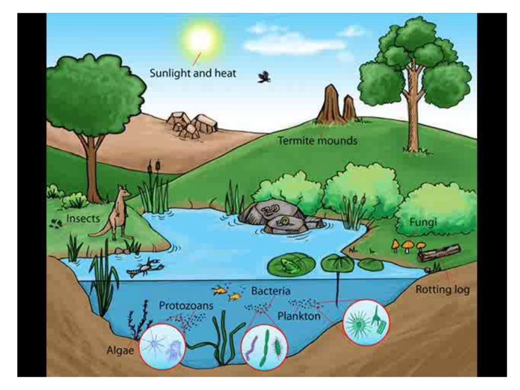 Ecological relationship