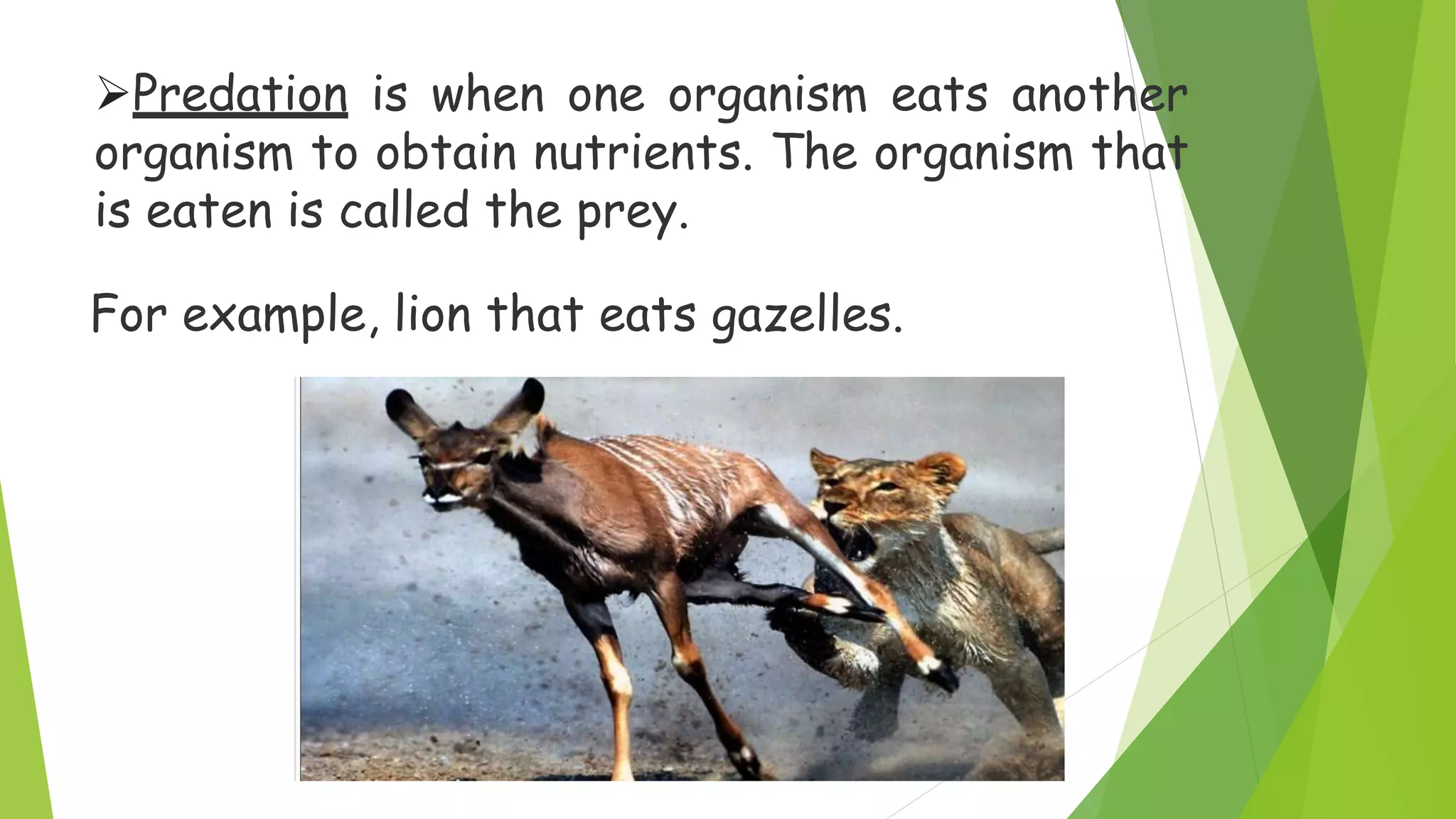 ecological relationship.pptx