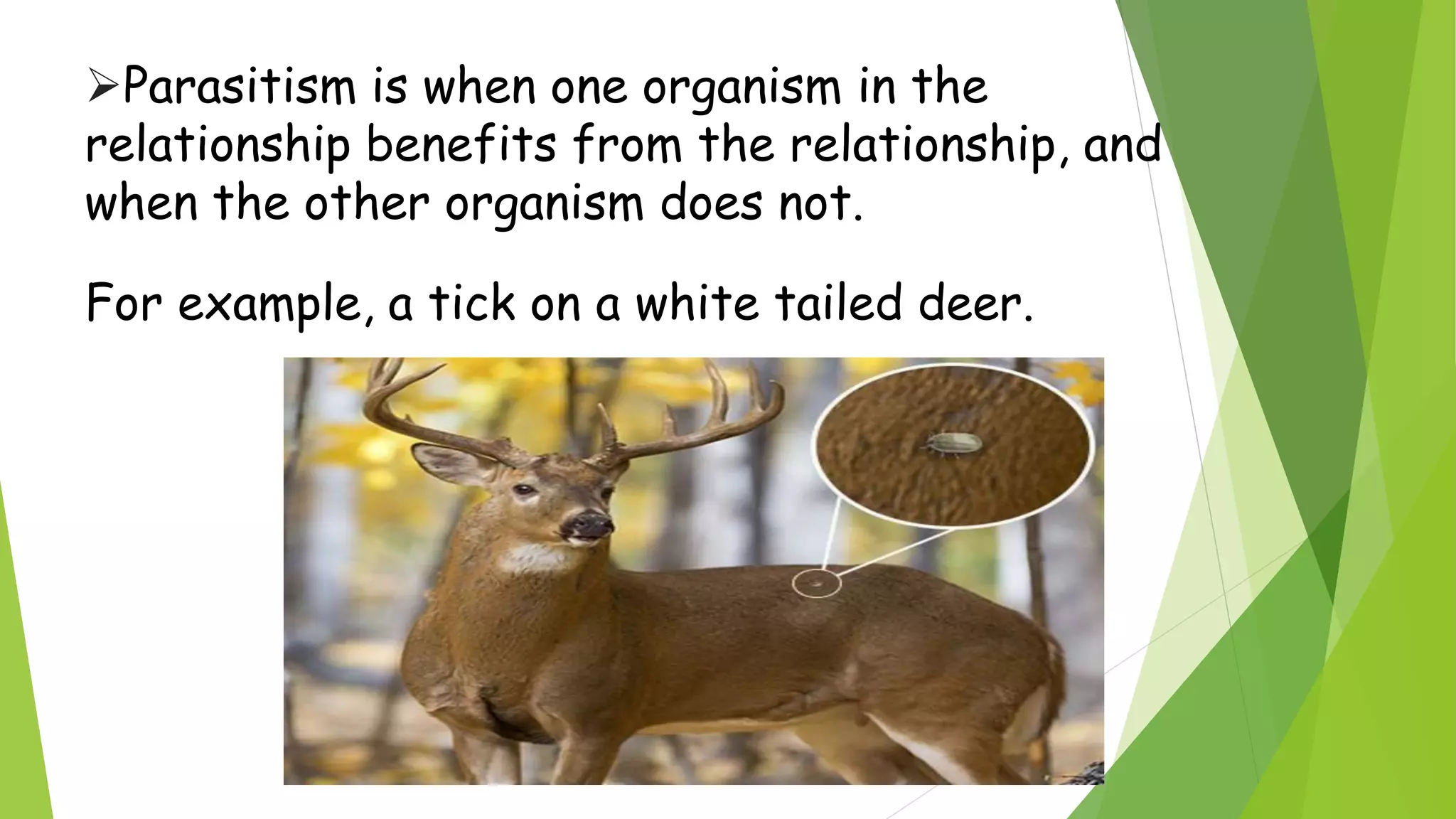 ecological relationship.pptx