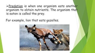 ecological relationship.pptx