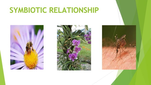 ecological relationship.pptx | Biological Sciences | Science