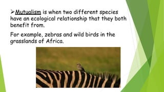 ecological relationship.pptx
