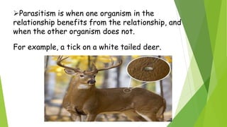 ecological relationship.pptx