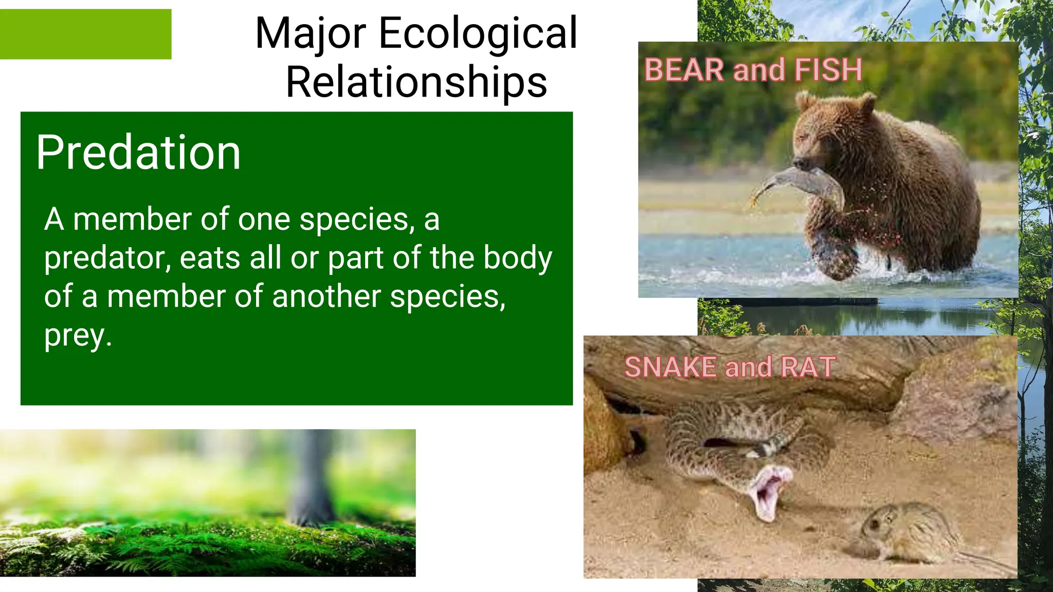Ecological Relationship.pptx