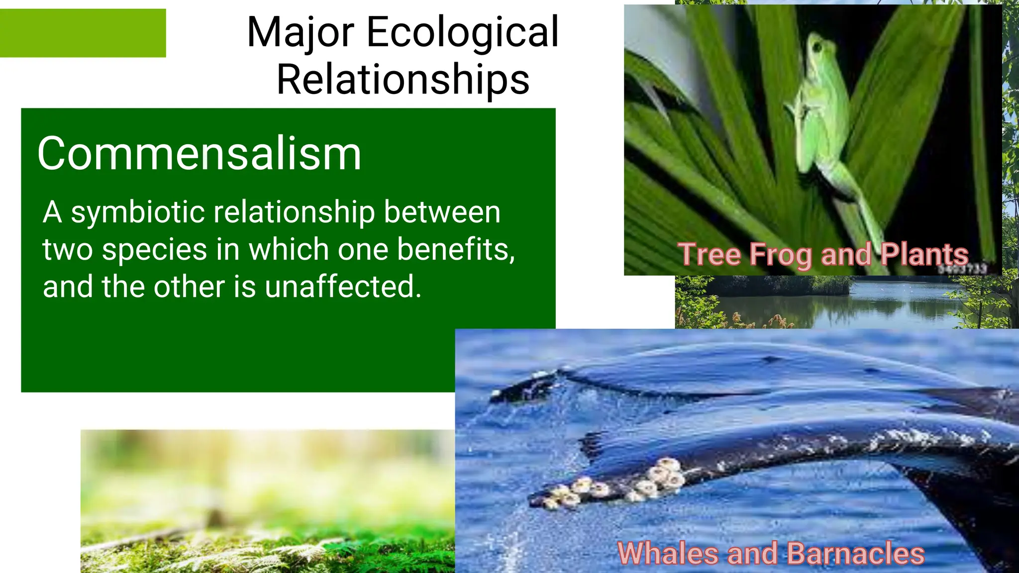 Ecological Relationship.pptx