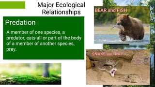 Ecological Relationship.pptx