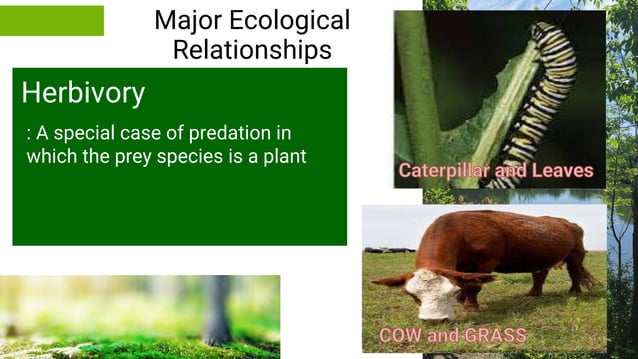 Ecological Relationship.pptx