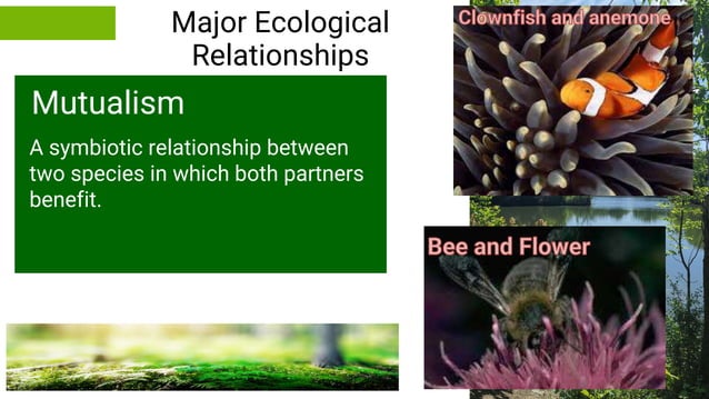 Ecological Relationship.pptx