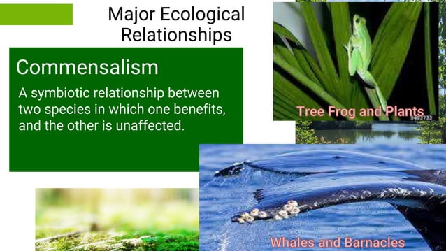 Ecological Relationship.pptx