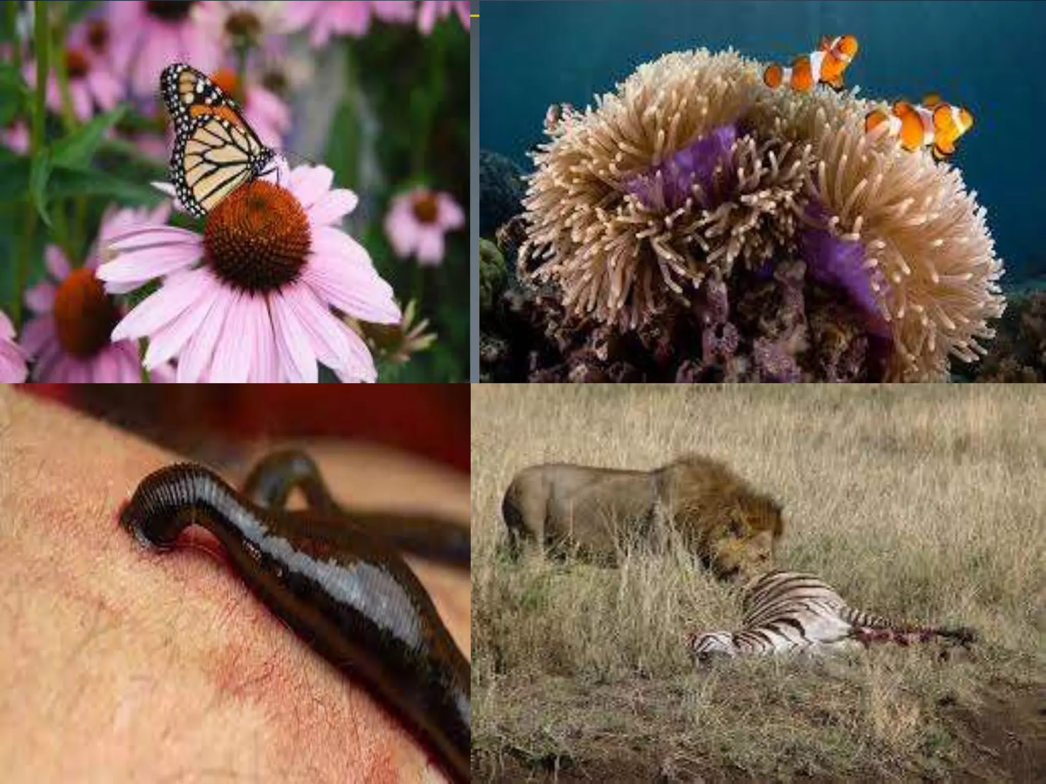 ECOLOGICAL RELATIONSHIP - Copy (2) - Copy.pptx