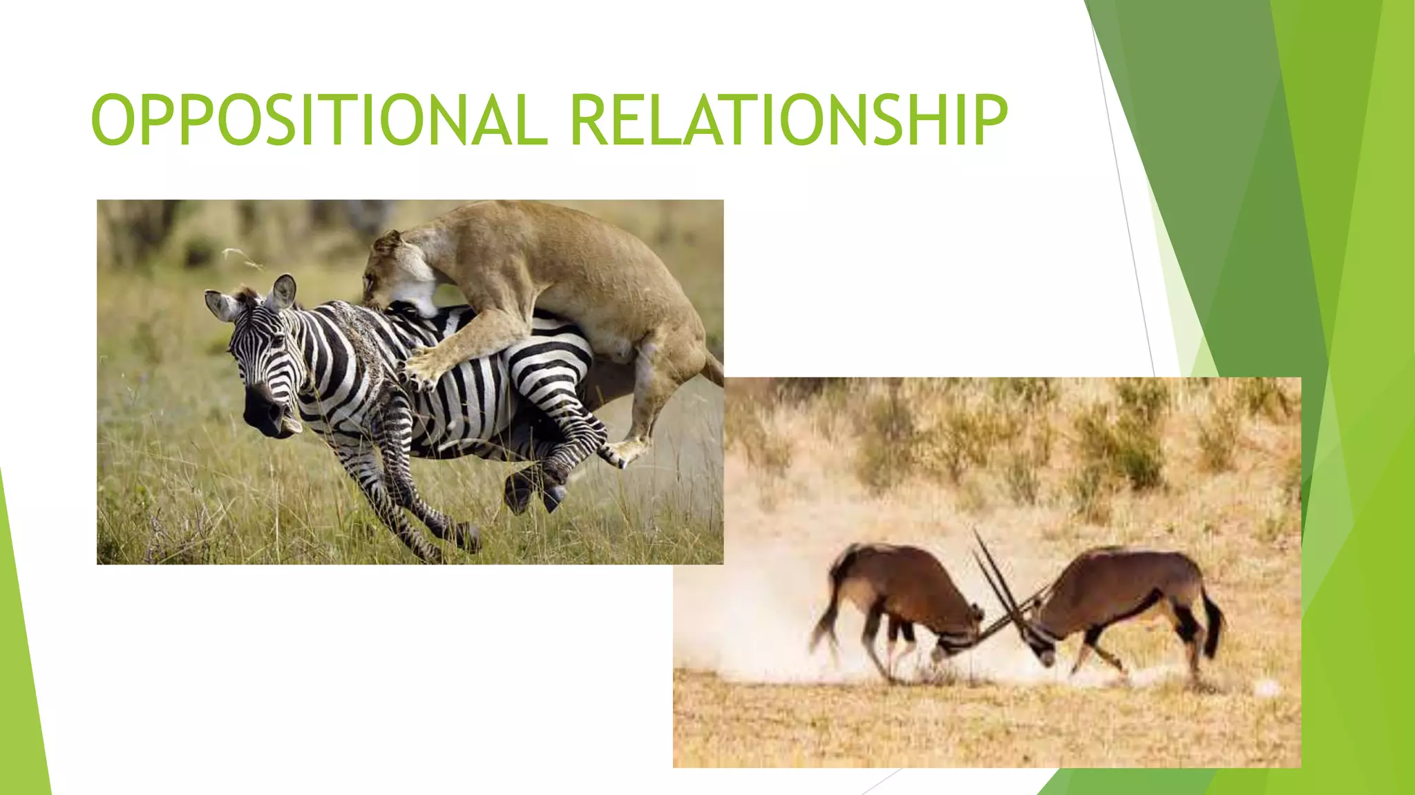 Ecological Relationship | PPTX