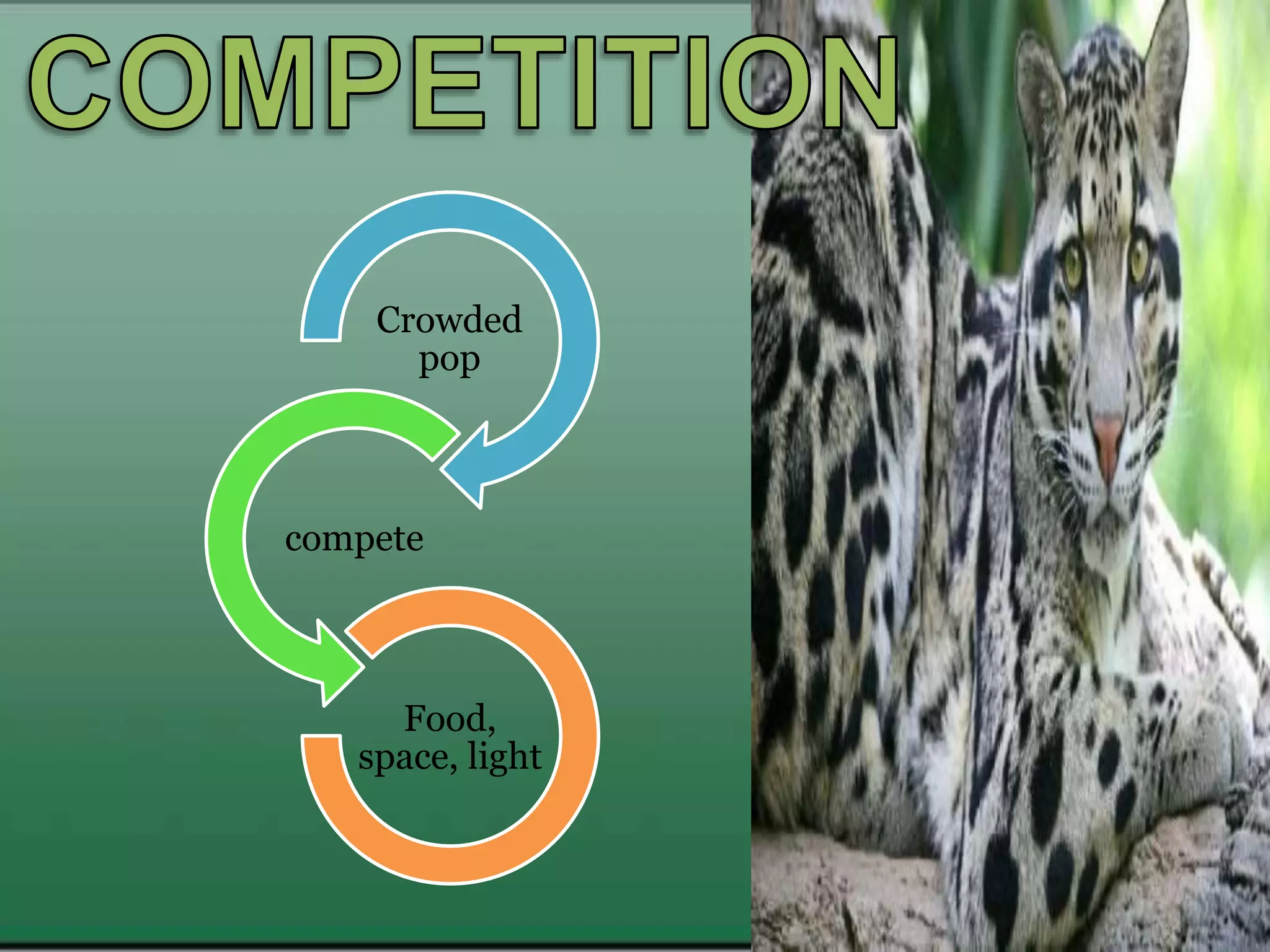 Ecological relationships | PPTX