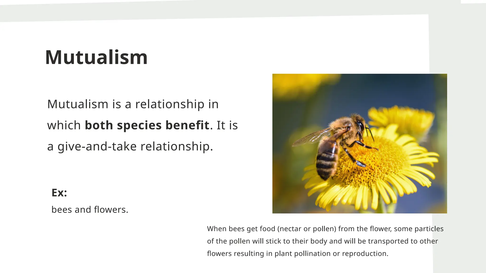 Ecological Relationships in an Ecosystem.pptx