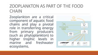 ECOLOGICAL ROLES OF PLANKTON AND BENTHIC ORGANISMS.pptx