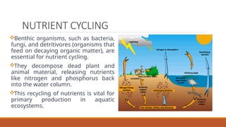ECOLOGICAL ROLES OF PLANKTON AND BENTHIC ORGANISMS.pptx