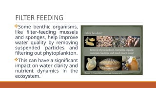 ECOLOGICAL ROLES OF PLANKTON AND BENTHIC ORGANISMS.pptx