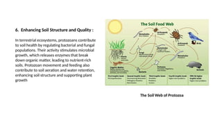 All about importance of Ecological roles of Protozoa.pptx