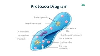 All about importance of Ecological roles of Protozoa.pptx