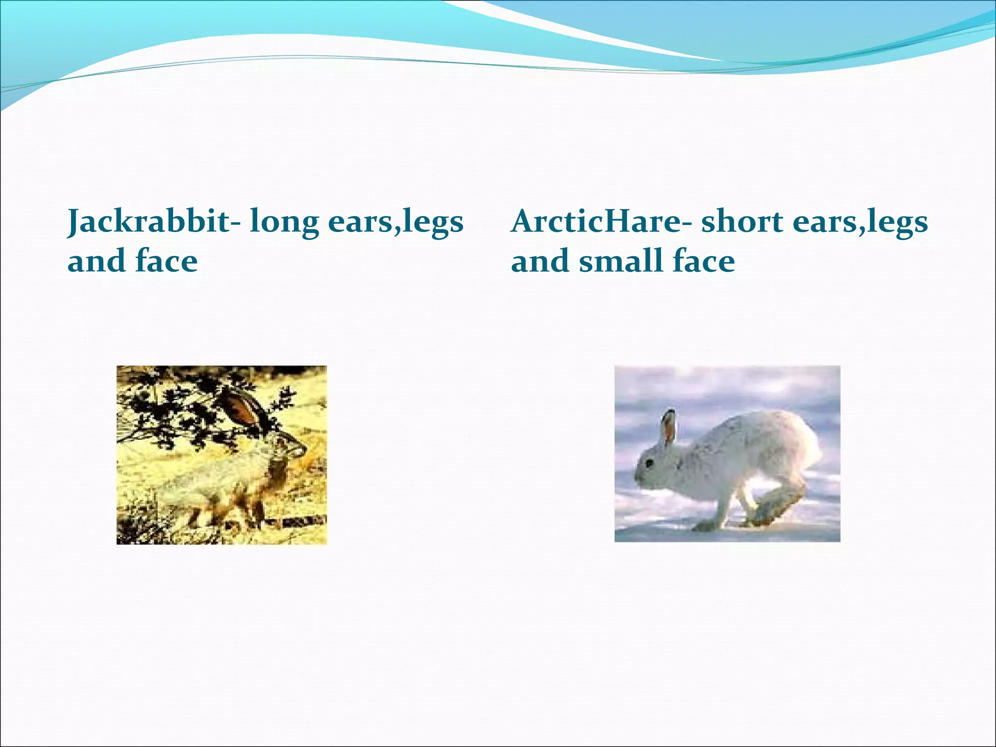 Ecological rules & animal survivability new | PPT