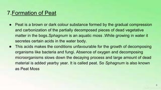 Ecological Significance of BRYOPHYTE.pptx