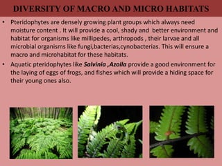 Ecological significance of pteridophytes | PPTX