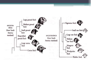 Ecological speciation | PPTX