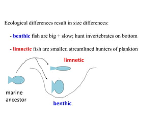 Ecological speciation - kashmeera | PPTX | Fish and Aquariums | Pets