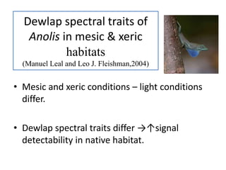 Ecological speciation - kashmeera | PPT