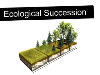 Ecological Succession | PPT