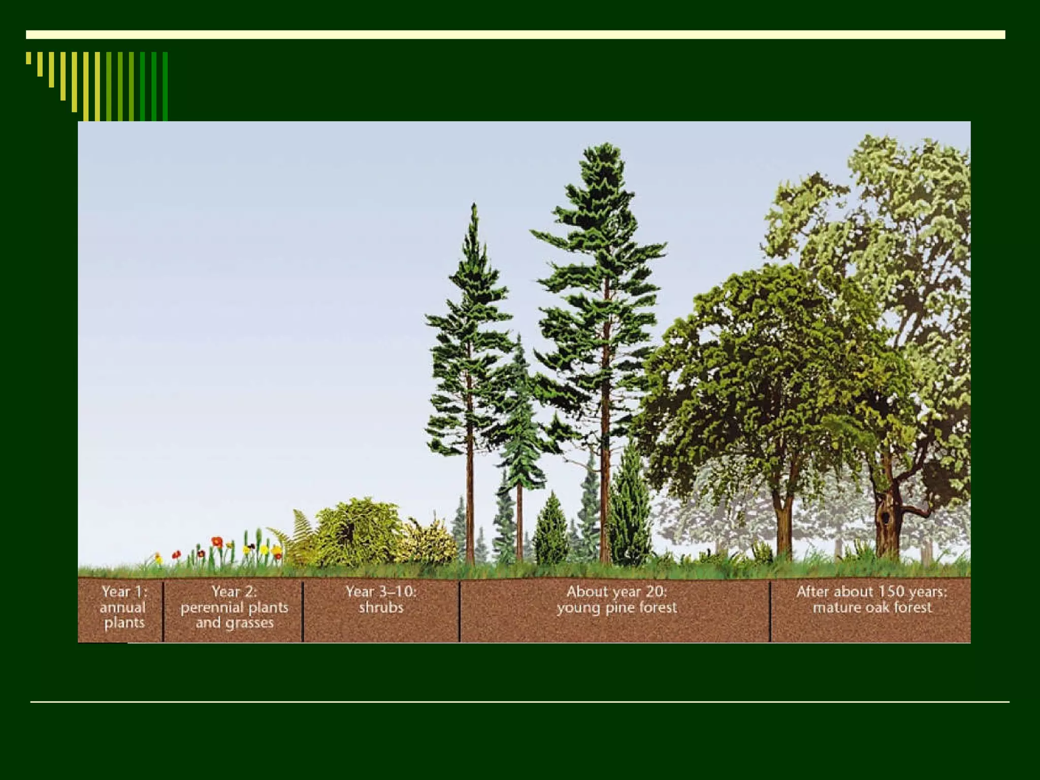 Ecological succession | PPT