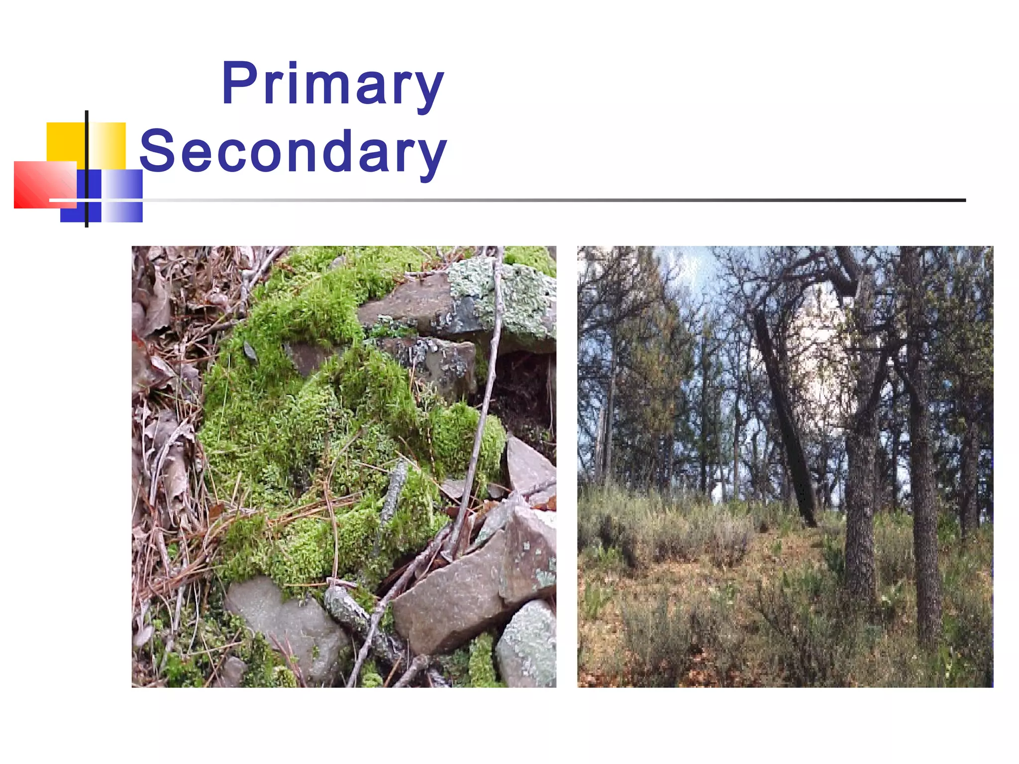 Ecological succession | PPT