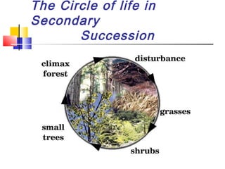 Cyclic Succession