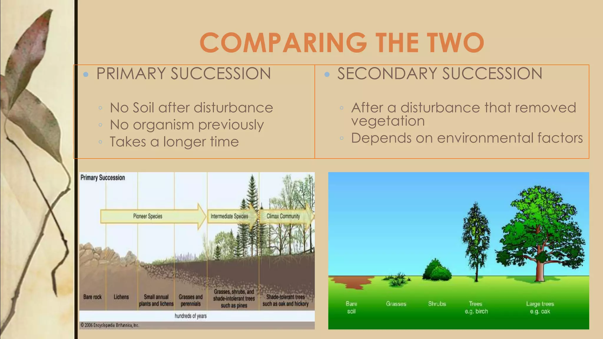 Ecological succession | PPTX | Biological Sciences | Science