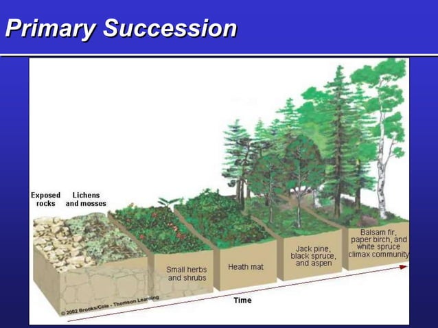 Ecological succession | PPT