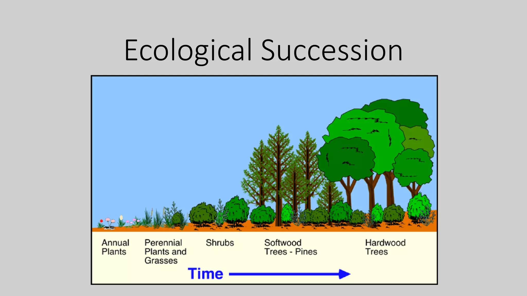 Ecological succession | PDF