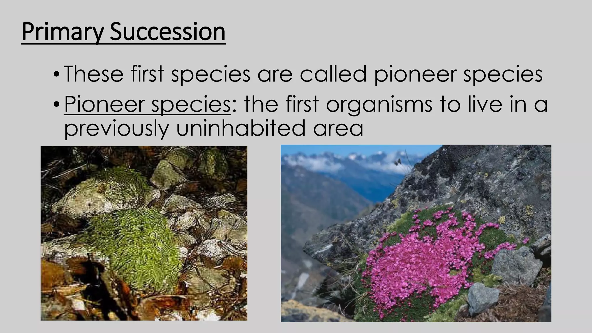 Ecological succession | PDF