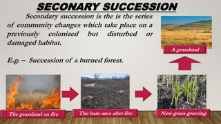 Ecological succession | PPTX