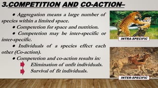 Ecological succession | PPTX