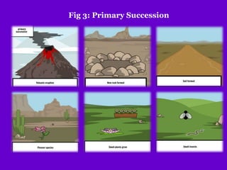 Volcano Primary Succession