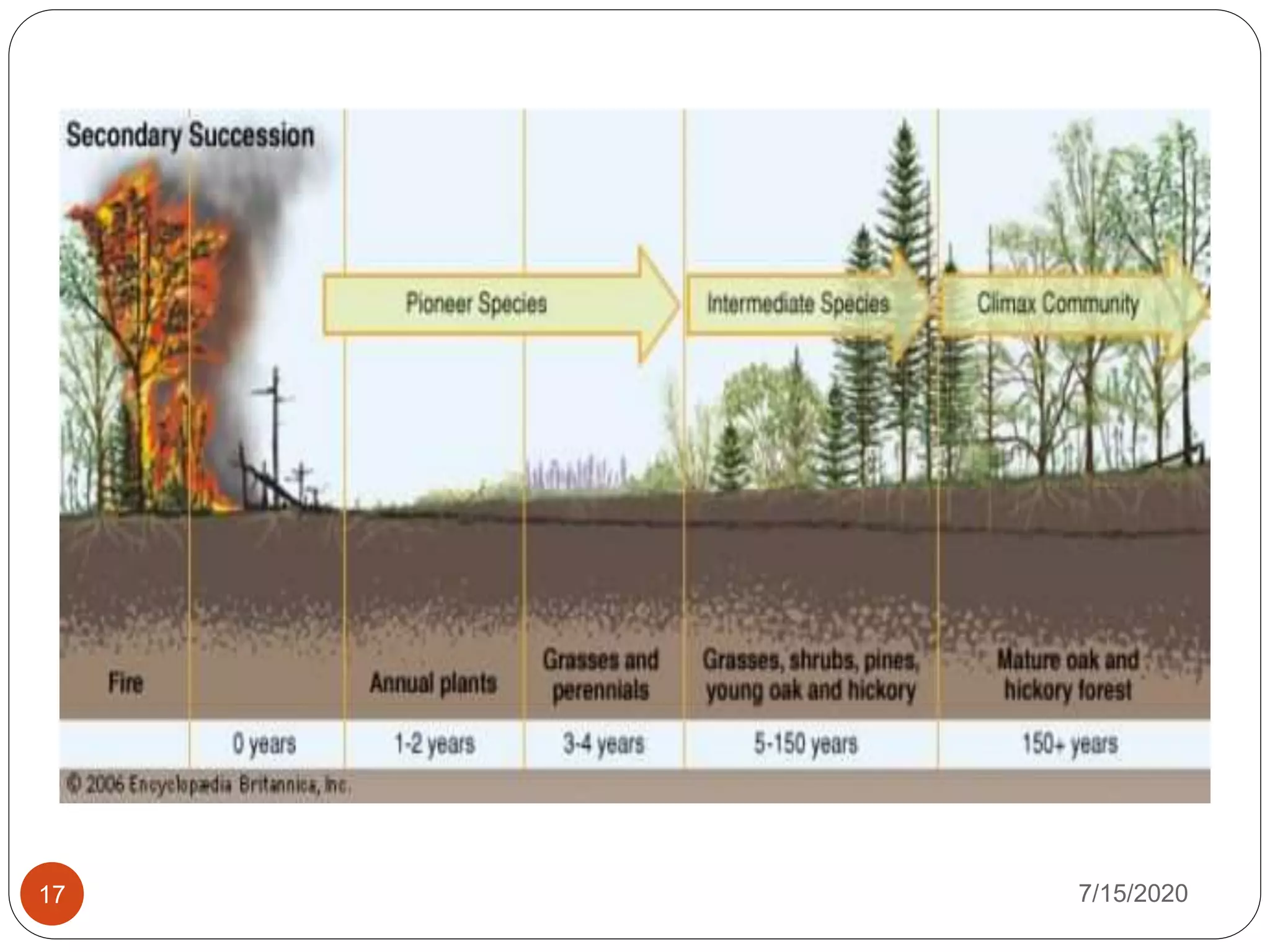 Ecological succession | PPTX