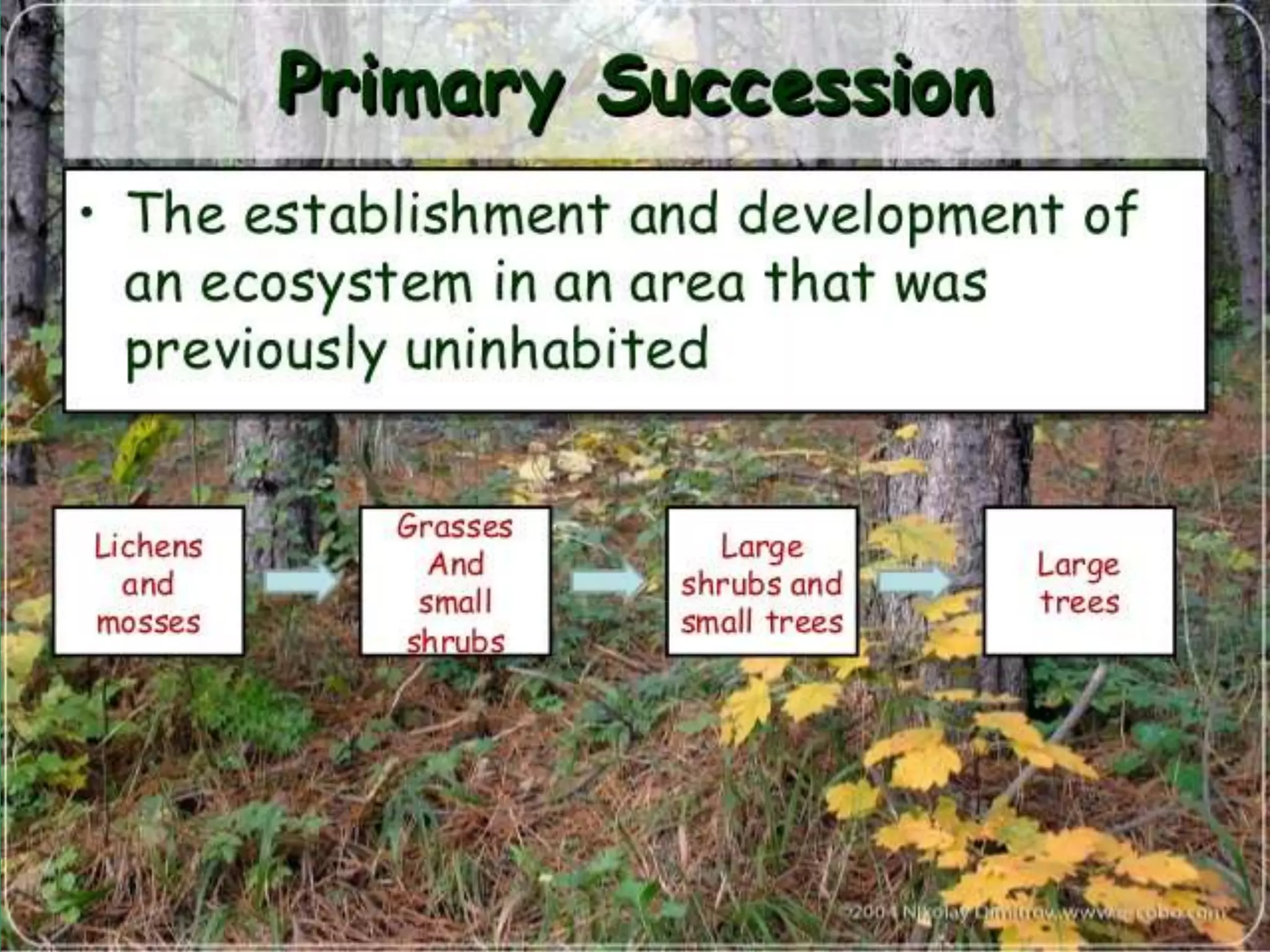 Ecological succession by Dr. Azharuddin Daphedar | PPT | Beekeeping ...