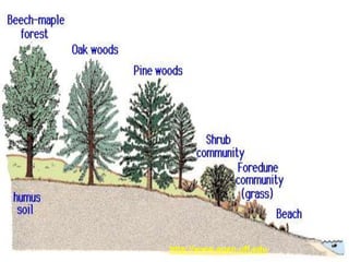 Ecological Succession.ppt